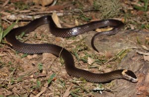 How To Protect Your Home From Snakes in QLD - Suncoast Outdoor Living